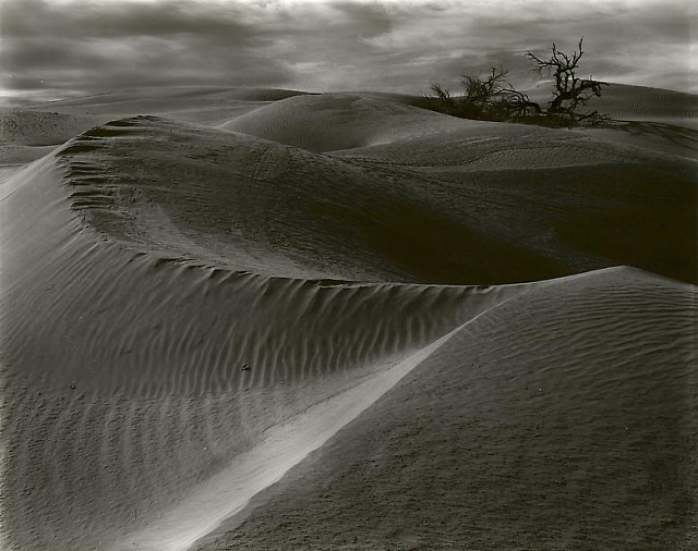 Edward Weston, Exhibition, Photography, Edwynn Houk Gallery, Zurich ...