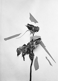 Adou, Leaves of Grass, Photography, m97 Gallery, Shanghai, China | Art ...