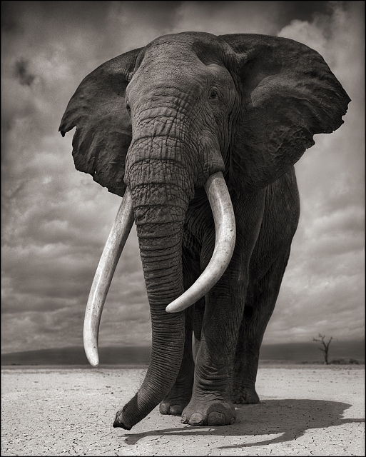 Nick Brandt, On This Earth A Shadow Falls Across The Ravaged Land ...