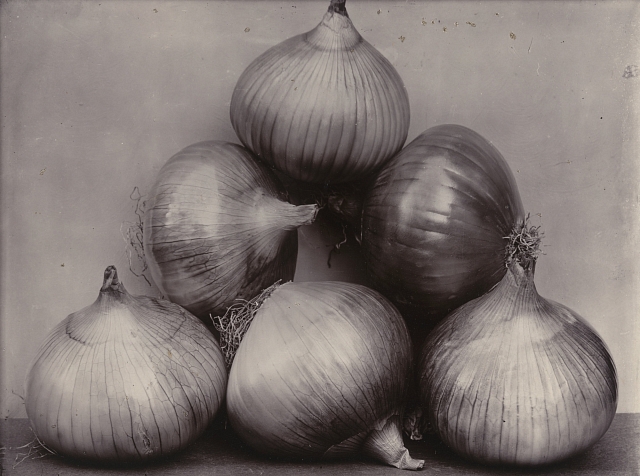 The Shape of Things, Robert B. Menschel, Photography, The Museum of ...