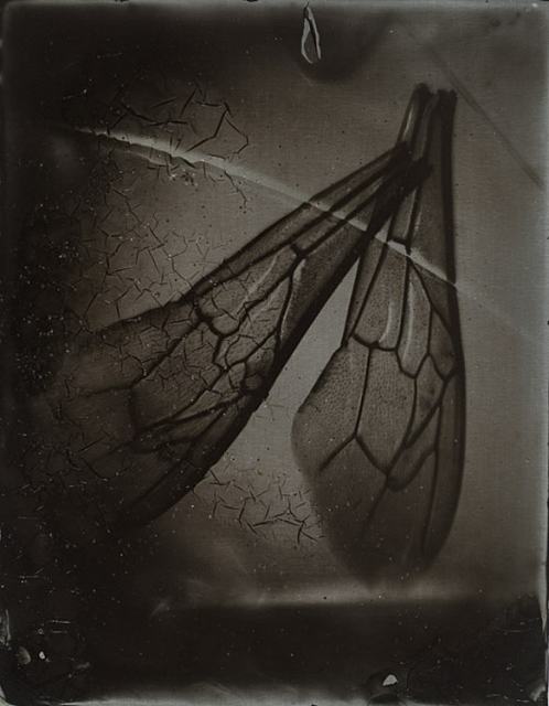 Anne Noble, No Vertical Song, Photography, Centre for Contemporary ...