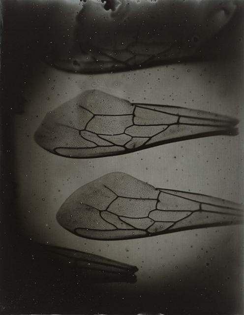 Anne Noble, No Vertical Song, Photography, Centre for Contemporary ...