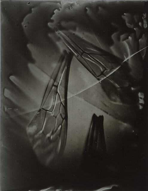 Anne Noble, No Vertical Song, Photography, Centre for Contemporary ...