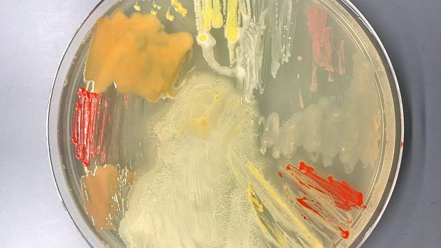 Anicka Yi, The Flavor Genome, Other, Espace Louis Vuitton, München ...