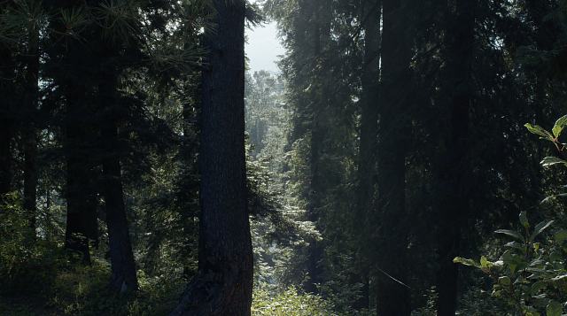 Hira Nabi, How to Love a Tree: Wild Encounters, Photography, Foam ...