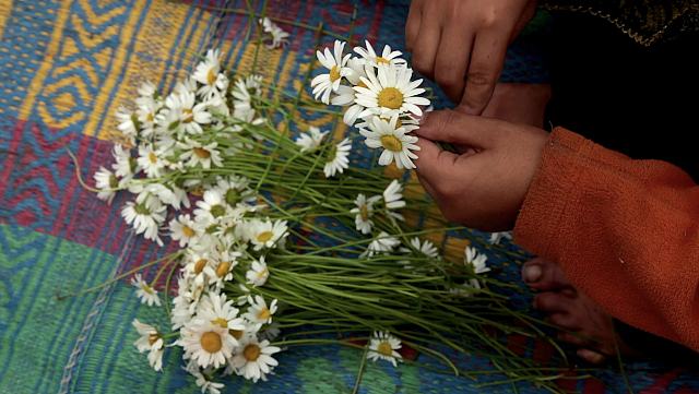 Hira Nabi, How to Love a Tree: Wild Encounters, Photography, Foam ...
