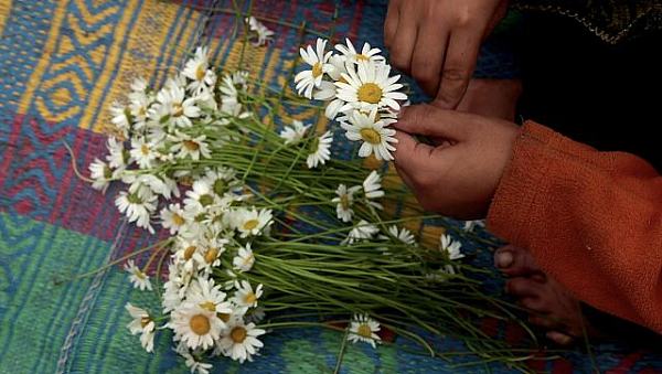 Hira Nabi, How to Love a Tree: Wild Encounters, Photography, Foam ...