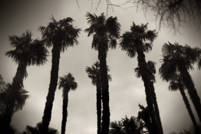 Palm Trees by Denis Olivier, Photography, Mobile phone | Art Limited