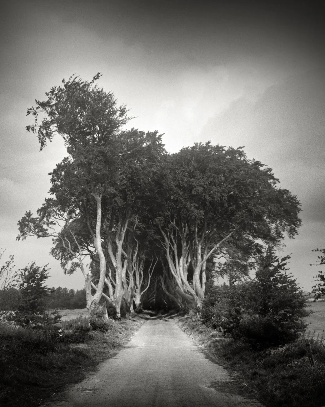 The Dark Hedges by Denis Olivier, Photography, Medium-format film | Art ...