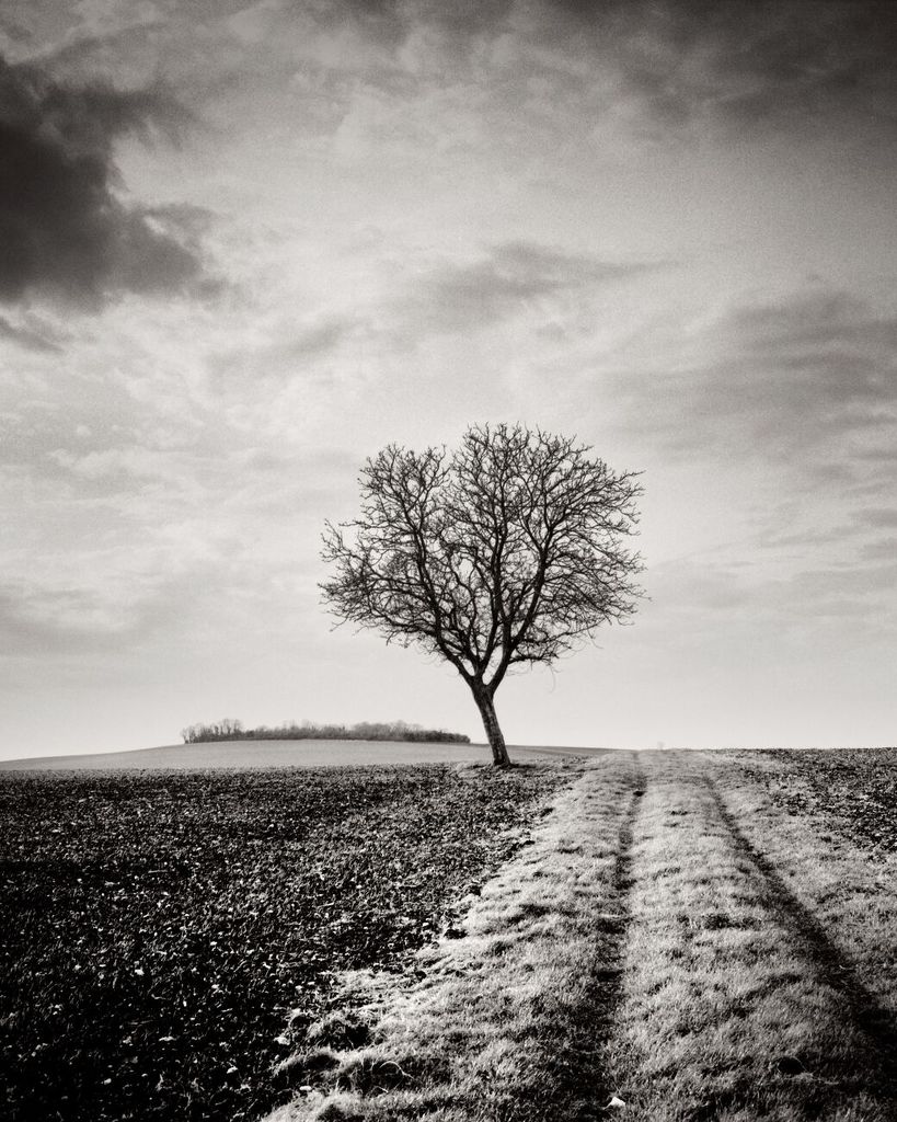 Proud Tree by Denis Olivier, Photography, Medium-format film | Art Limited