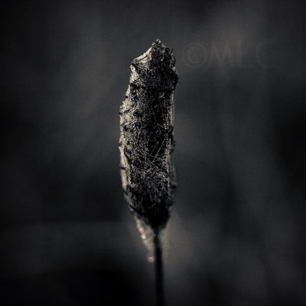 Cocoon by Marianne Le Carrour, Photography | Art Limited