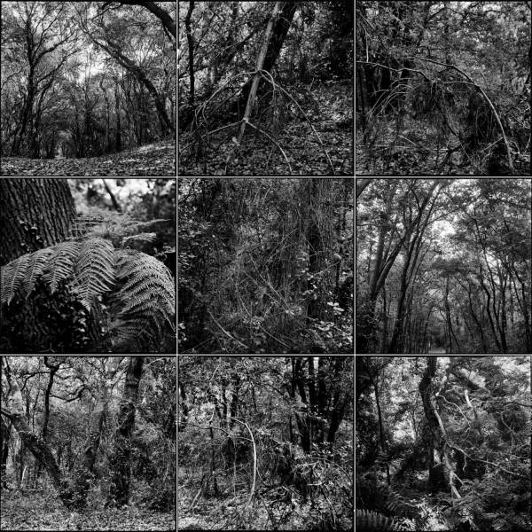 In The Forest by Laurent Orseau, Photography, Medium-format film | Art ...