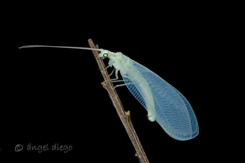 Efémera par ángel Diego, Photographie, Numérique | Art Limited