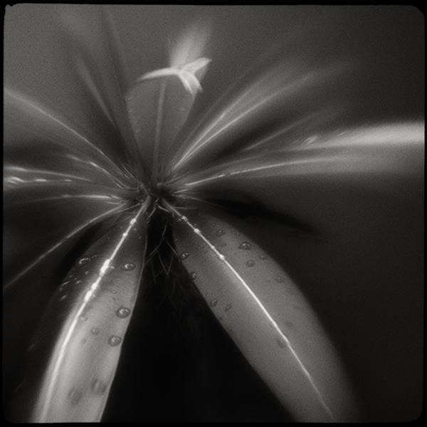 Insomnia by Sasa Lazic, Photography | Art Limited