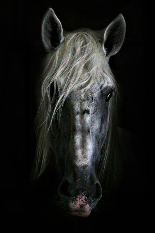 Horse Portrait by Irene Sekulic, Photography, Digital | Art Limited