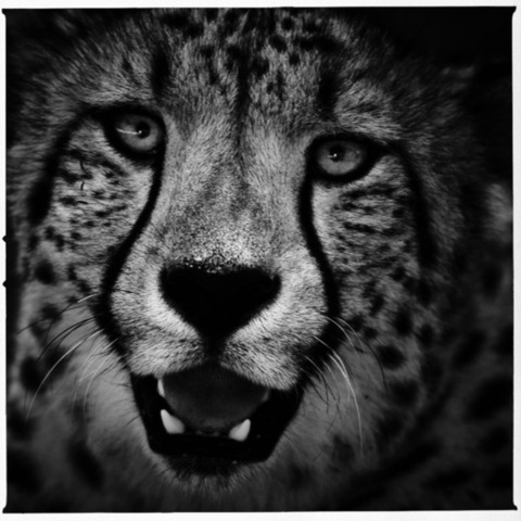 Cheetah Smile by Laurent Baheux, Photography, Digital | Art Limited