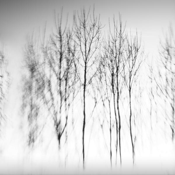 Charcoal trees by Radu Albu, art work | Art Limited