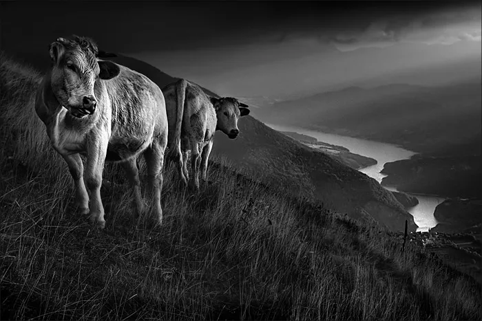 Les meuhmeuh by Nicolas Biron, art work | Art Limited