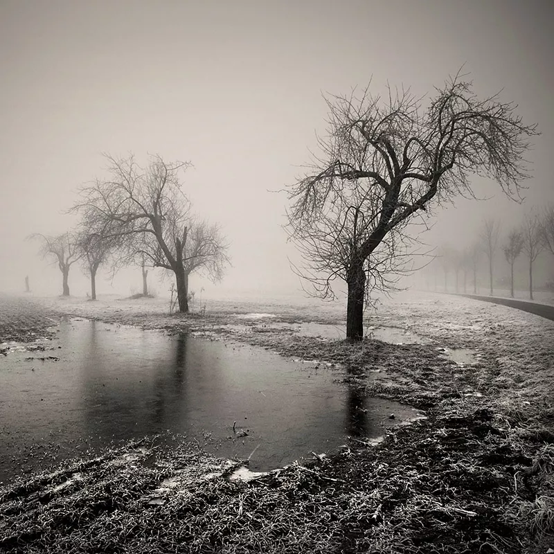 Days | Of | Fog | #70 by Uwe Bachmann, Photography, Digital | Art Limited