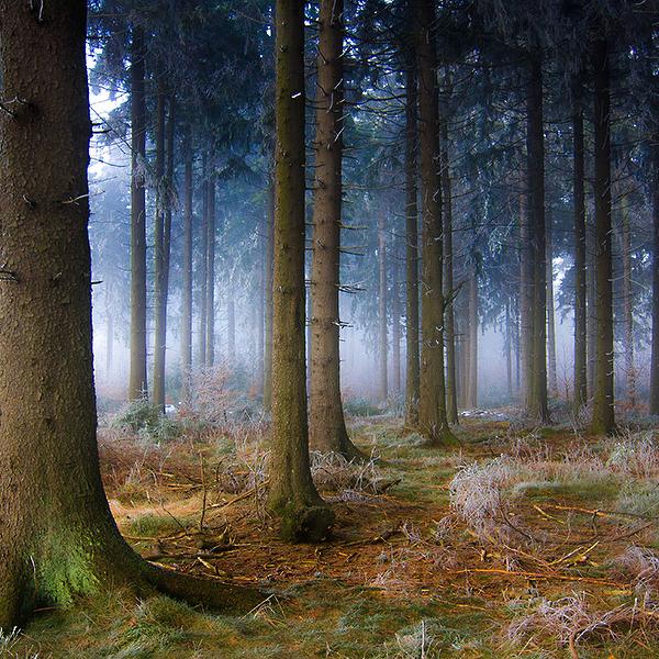 Days | Of | Fog | #70 by Uwe Bachmann, Photography, Digital | Art Limited