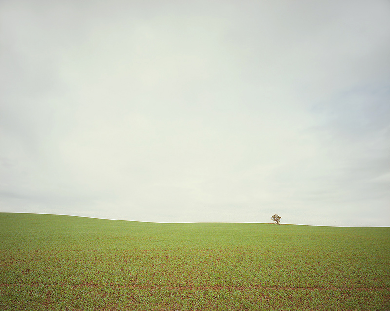 Tree 2 by Mike Stacey, Photography | Art Limited