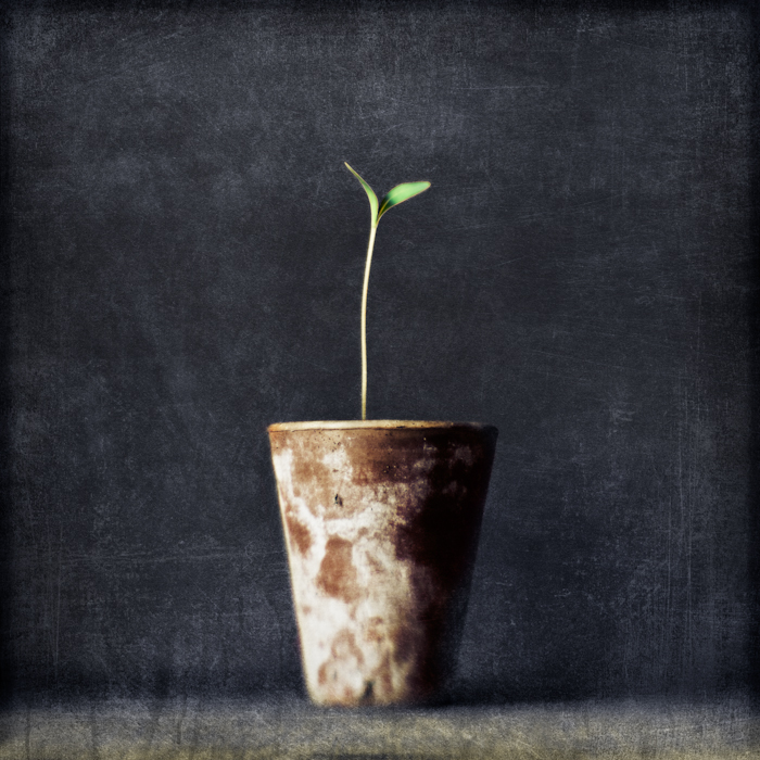 Seedling by Mark Sadlier, Photography | Art Limited