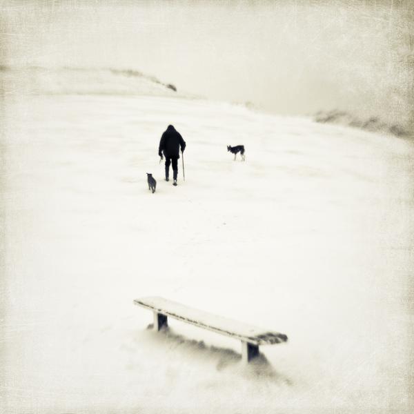 Figs On A Green Background by Mark Sadlier, Digital art, Manipulation ...