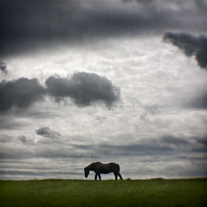 I Dream Of Horses by Mark Sadlier, Digital art, Manipulation | Art Limited