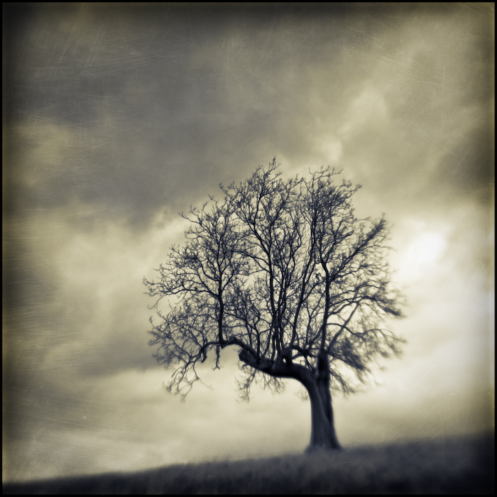 The storm tree by Mark Sadlier, Photography | Art Limited