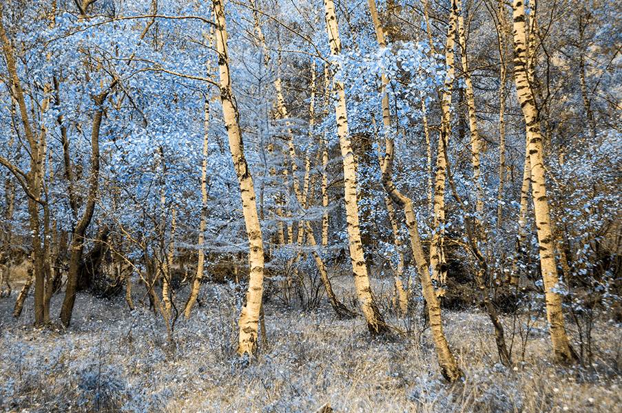 Forêts bleues (3) par Henri Manguy, Photographie, Numérique | Art Limited