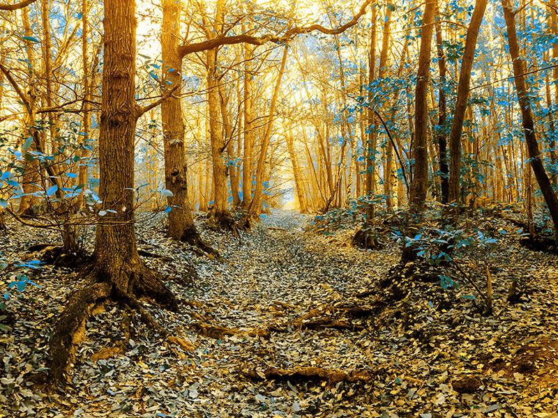 Forêts bleues (4) by Henri Manguy, Photography, Digital | Art Limited