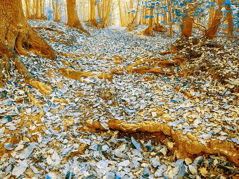 Forêts bleues (5) - Blue Forests (5) by Henri Manguy, Photography ...
