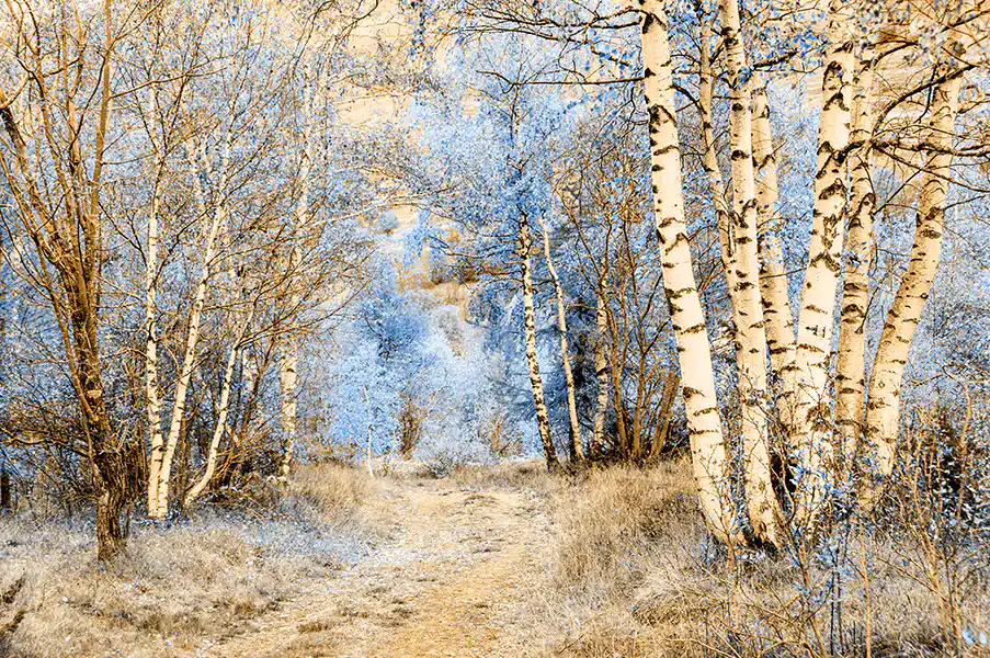 Forêts bleues (6) - Blue Forests (6) par Henri Manguy, Photographie ...