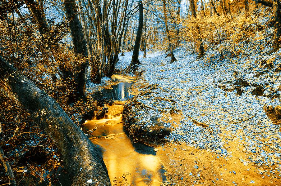 Forêts bleues (7) - Blue Forests (7) by Henri Manguy, Photography ...