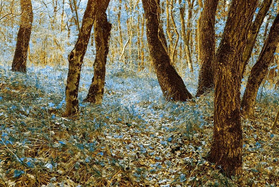 Forêts bleues (8) - Blue Forests (8) by Henri Manguy, Photography ...