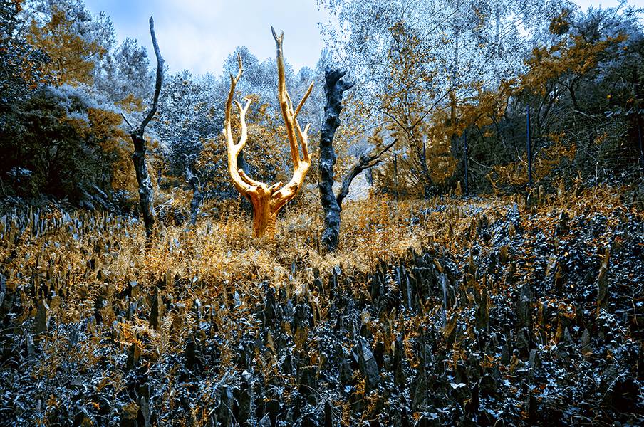 Forêts bleues (9. L'Arbre d'or) - Blue Forests (9. Golden Tree) by ...