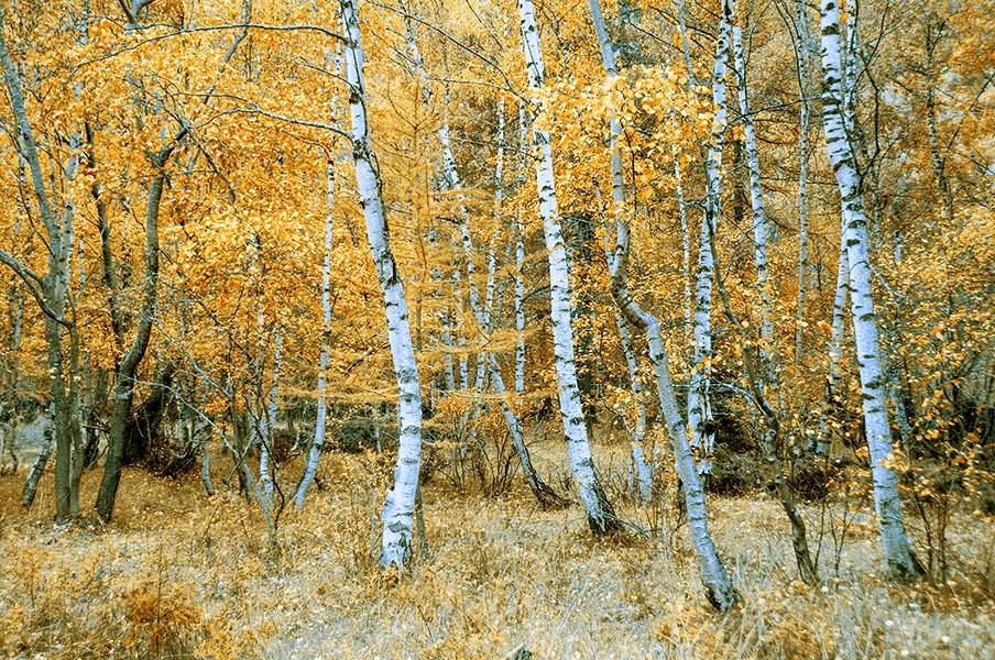 Forêts d'or (1) - Golden Forests (1) by Henri Manguy, Photography ...