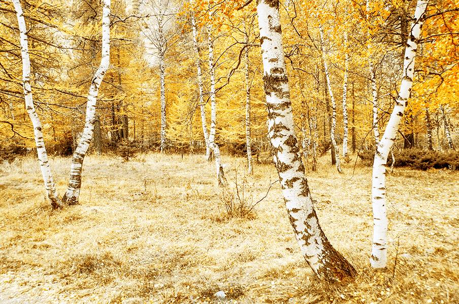Forêts d'or (2) - Golden Forests (2) by Henri Manguy, Photography ...