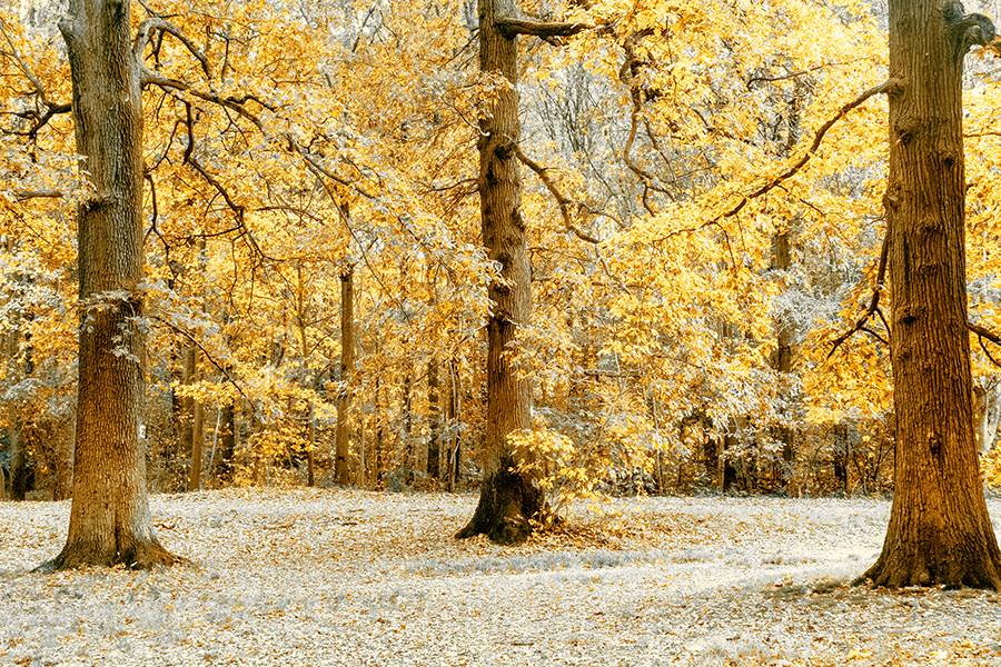 Forêts d'or (6) - Golden Forests (6) by Henri Manguy, Photography ...