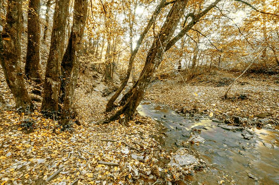 Forêts d'or (7) - Golden Forests (7) by Henri Manguy, Photography ...