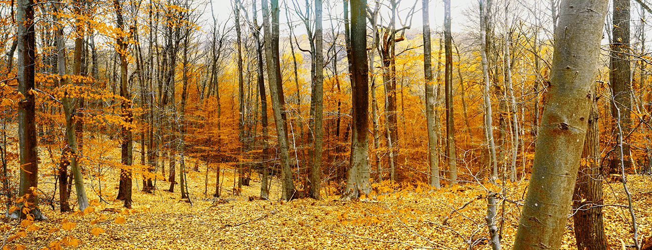 Forêts d'or (8) - Golden Forests (8) par Henri Manguy, Photographie ...
