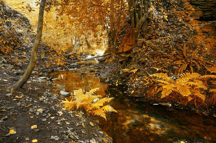 Forêts d'or (9) - Golden Forests (9) by Henri Manguy, Photography ...