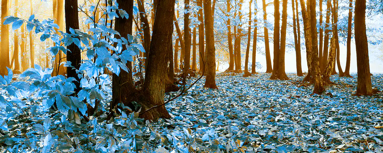 Forêts bleues (11) by Henri Manguy, Photography, Digital | Art Limited