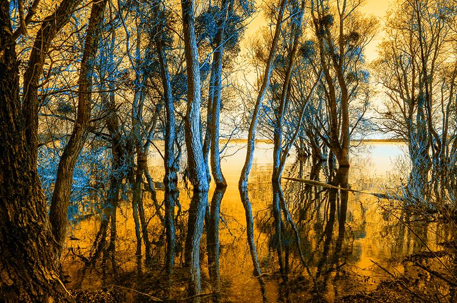 Forêts bleues - Lac d'Orient et forêt d'Orient by Henri Manguy ...
