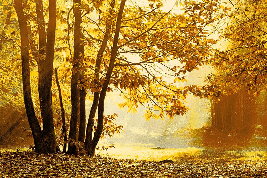 Forêts d'or (10) by Henri Manguy, Photography, Digital | Art Limited