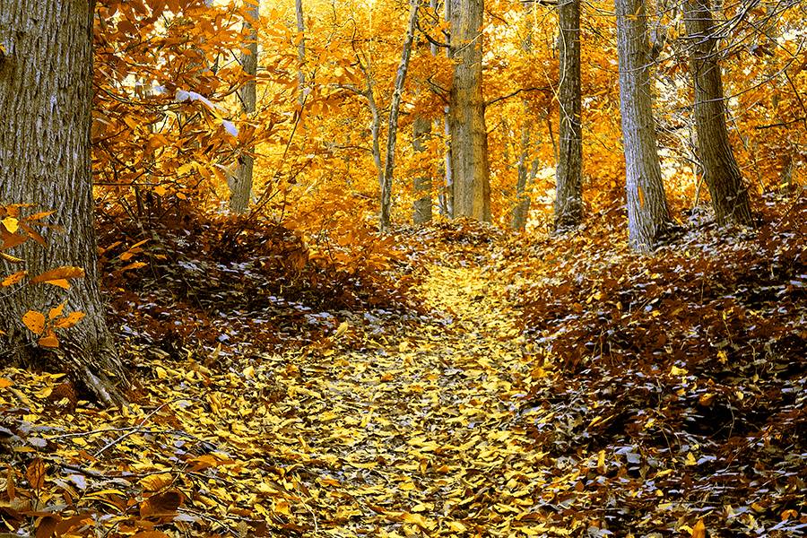 Forêts d'or (11) by Henri Manguy, Photography, Digital | Art Limited