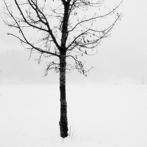 Pure White VII by Anita Kovacevic, art work | Art Limited