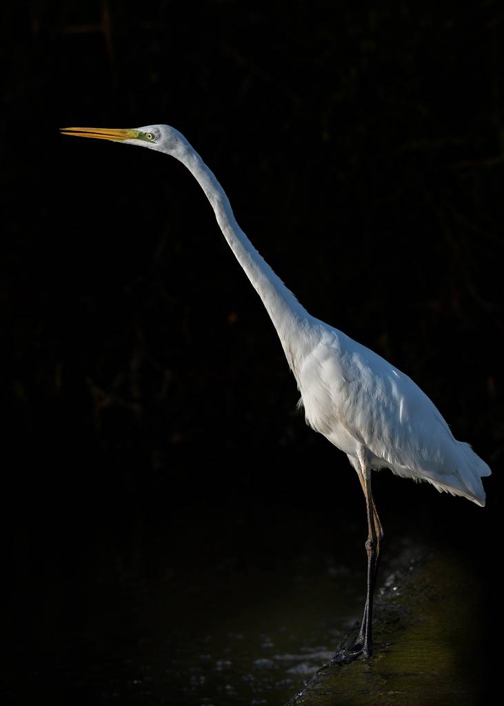 Ardea Alba by Walter Caterina, Photography, Digital | Art Limited