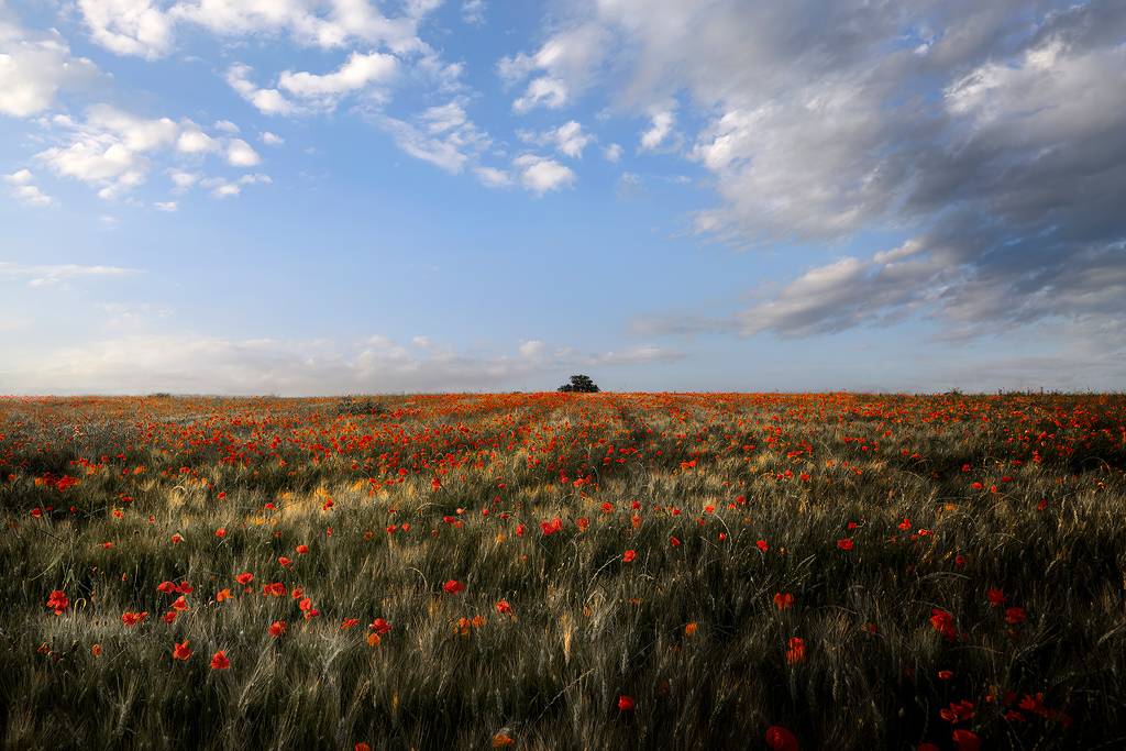 Fragile red spots by Walter Caterina, Photography, Digital | Art Limited