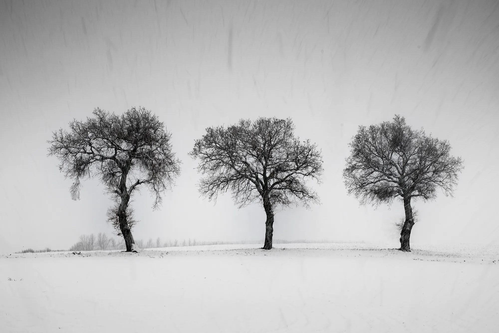 Three oaks under the snow by Walter Caterina, Photography, Digital ...